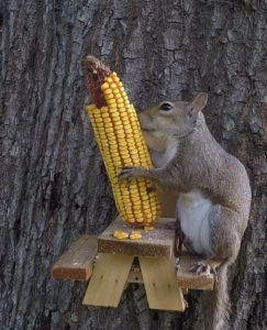 What Are the Best Foods to Attract and Feed Wild Squirrels - Squirrels ...