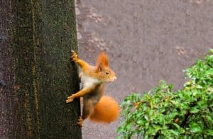 Squirrel Noises and Sounds: Barks, Screams, Chirping-What Do The Calls ...
