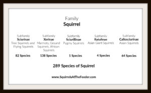 289 Types of Squirrels: The Ultimate Guide To All Squirrel Species in ...