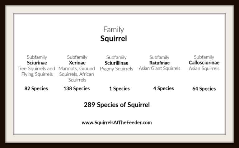 289 Types of Squirrels: The Ultimate Guide To All Squirrel Species in ...