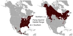 Where Do Squirrels Live? {Grey, Black, Red and Flying!}