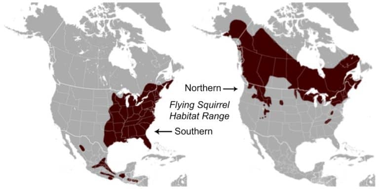 Where Do Squirrels Live? {Grey, Black, Red and Flying!} - Squirrels at ...
