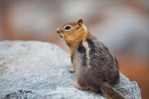 When Do Chipmunks Have Babies? Spring and Fall Litters - Squirrels at ...