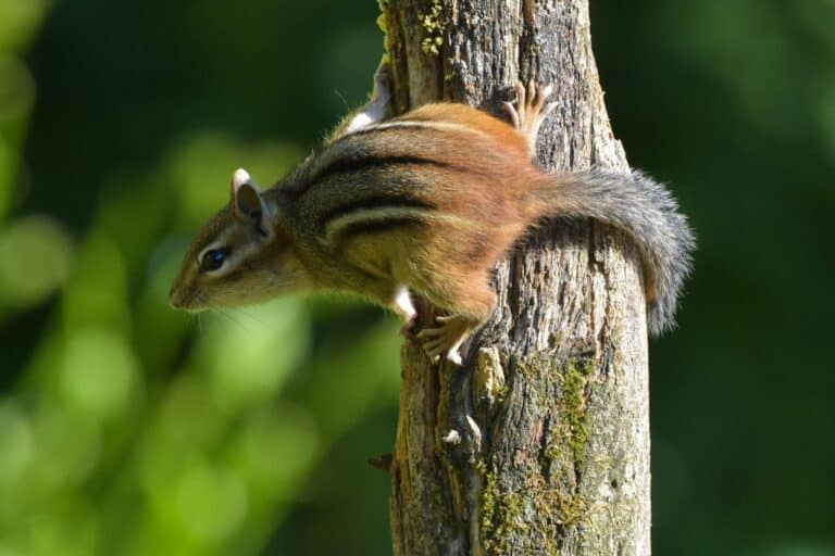 Chipmunk Sounds: What Are They and What Do They Mean? - Squirrels at ...