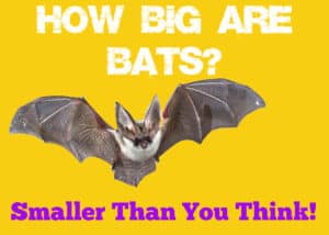 How Big Are Bats: The Smallest and Largest In The World - Squirrels at ...
