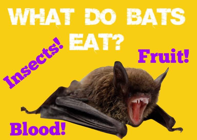 [SHOCKING] What Do Bats Eat: Insects, Fruit and Blood! - Squirrels at ...