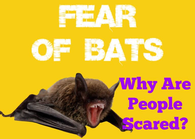 Fear of Bats (Chiroptophobia): Why Are People Scared? - Squirrels at ...