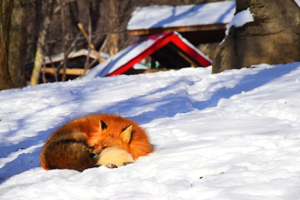 Do Foxes Hibernate?