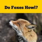 Do Foxes Howl? {A Closer Look at Screams, Barks and Growls} - Squirrels ...