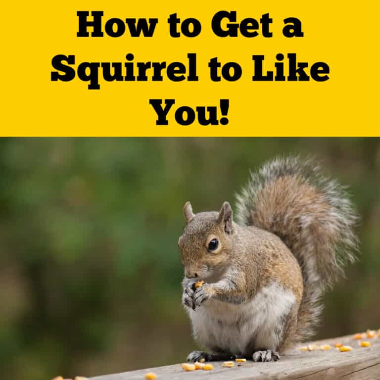 How to Get a Squirrel to Like You {Easy Steps} - Squirrels at the Feeder