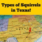 Types of Squirrels in Texas {5 Main Types!} - Squirrels at the Feeder