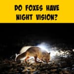 Foxes After Dark: Understanding Their Night Vision Capabilities ...