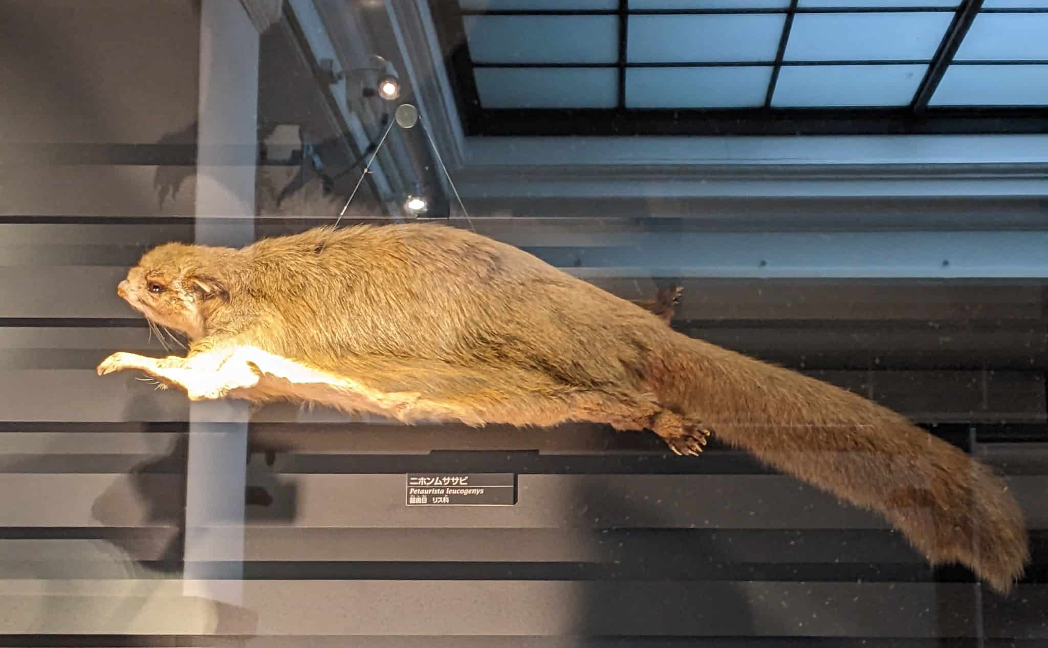 Japanese Giant Flying Squirrel Facts - Squirrels at the Feeder