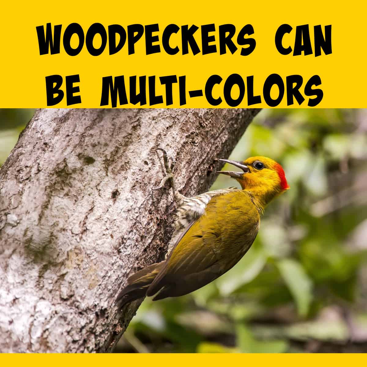 19 Fun Facts About Woodpeckers! - Squirrels at the Feeder