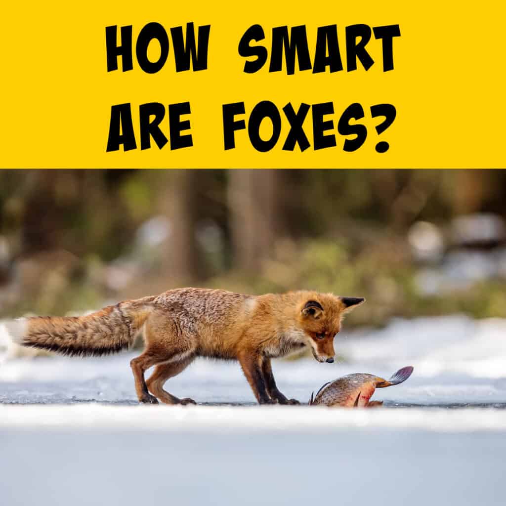 How Smart Are Foxes? Intelligent Enough to Live Up to the Hype ...