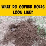 What Do Gopher Holes Look Like? (Pictures + Video!) - Squirrels at the ...