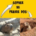 Gophers vs Prairie Dogs: The Differences Are Many! - Squirrels at the ...