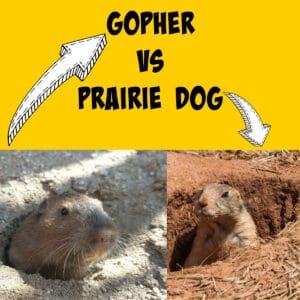 Gophers vs Prairie Dogs: The Differences Are Many! - Squirrels at the ...