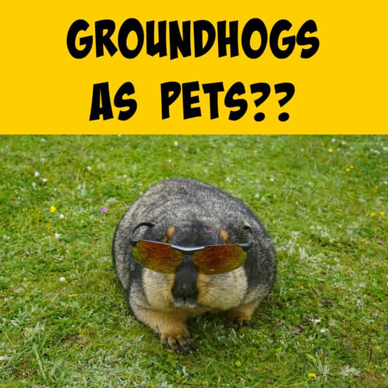 Groundhogs as Pets: A Starter Guide with Pros and Cons - Squirrels at ...