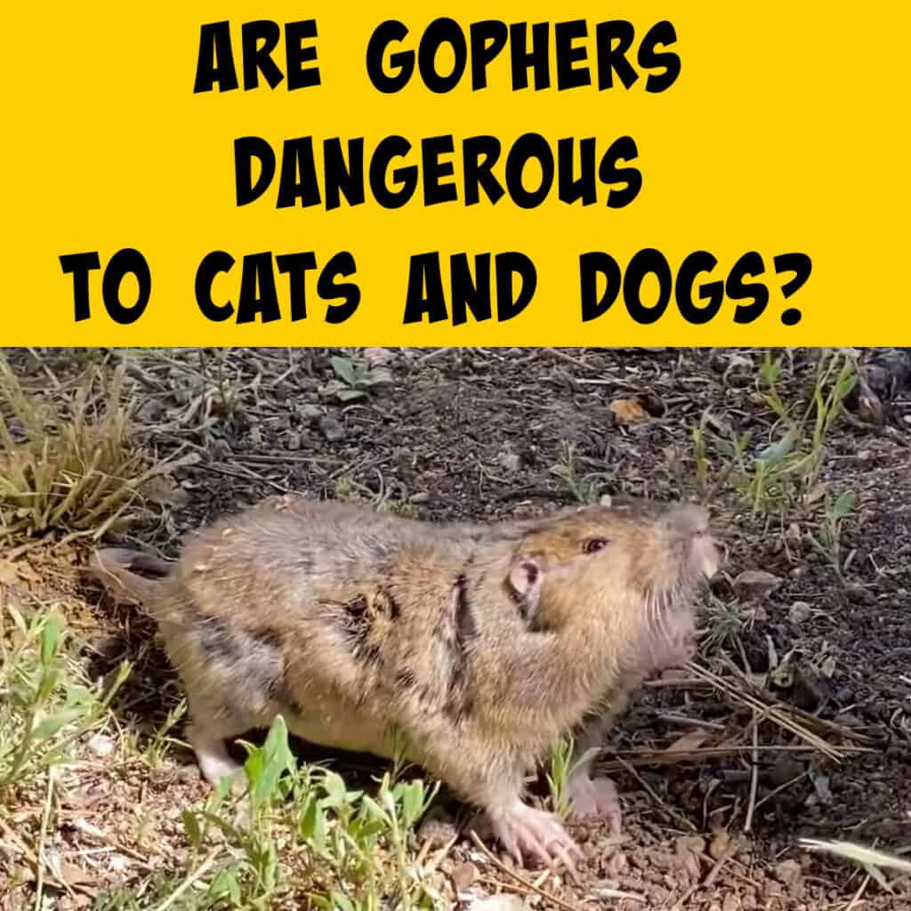 Are Gophers Dangerous to Cats and Dogs? - Squirrels at the Feeder