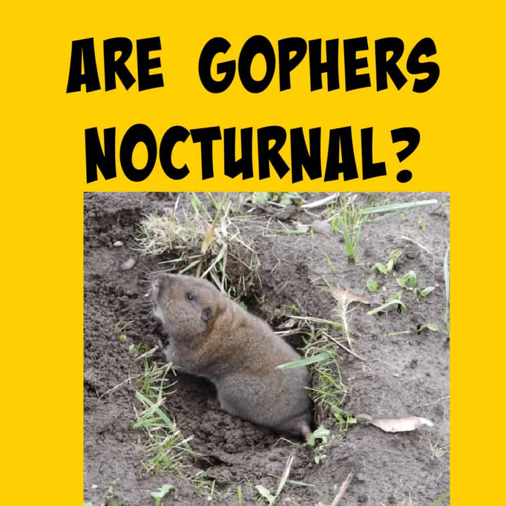 Squirrels at the Feeder - Learn About Chipmunks, Bats, Squirrels and Birds!