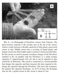 What is the Bite Force of a Squirrel? - Squirrels at the Feeder