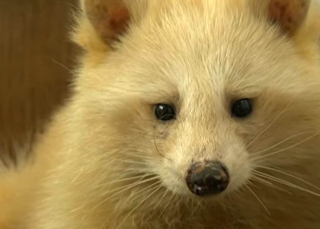 Blonde vs Albino Raccoons: How to Tell Them Apart! - Squirrels at the ...