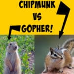 Chipmunks! - Squirrels at the Feeder