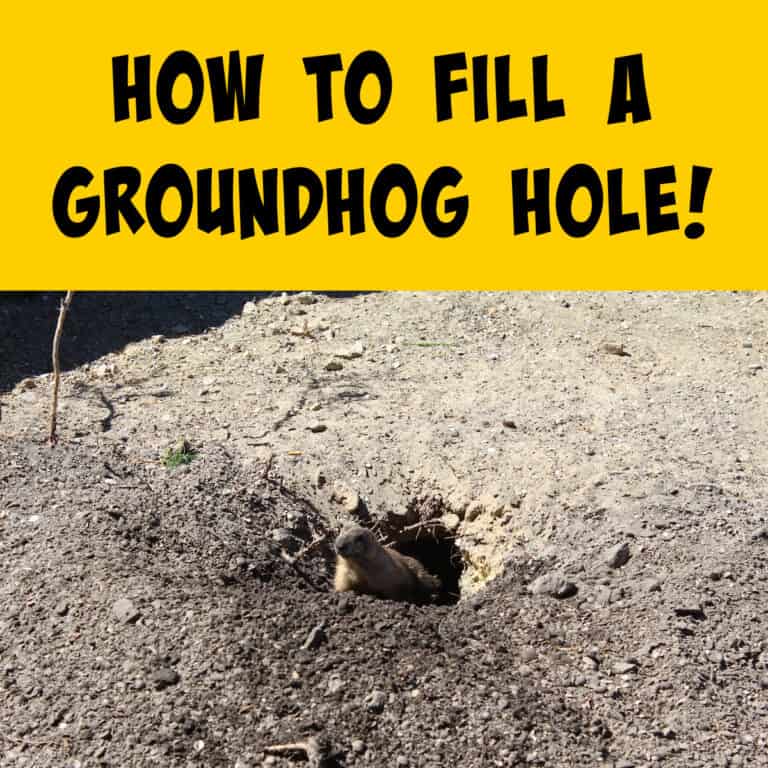 How to Fill a Groundhog Hole (Step by Step Guide) - Squirrels at the Feeder