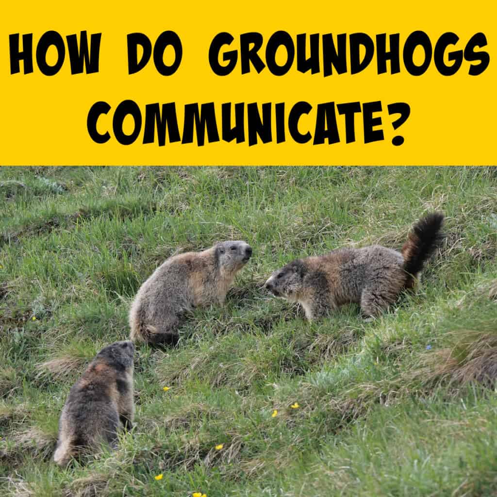 How Do Groundhogs Communicate? - Squirrels at the Feeder