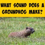 What Sound Does a Groundhog Make? - Squirrels at the Feeder
