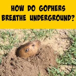 This is How Gophers Breathe Underground! - Squirrels at the Feeder