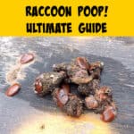 Raccoon Poop: Ultimate Scat Identification Guide - Squirrels at the Feeder