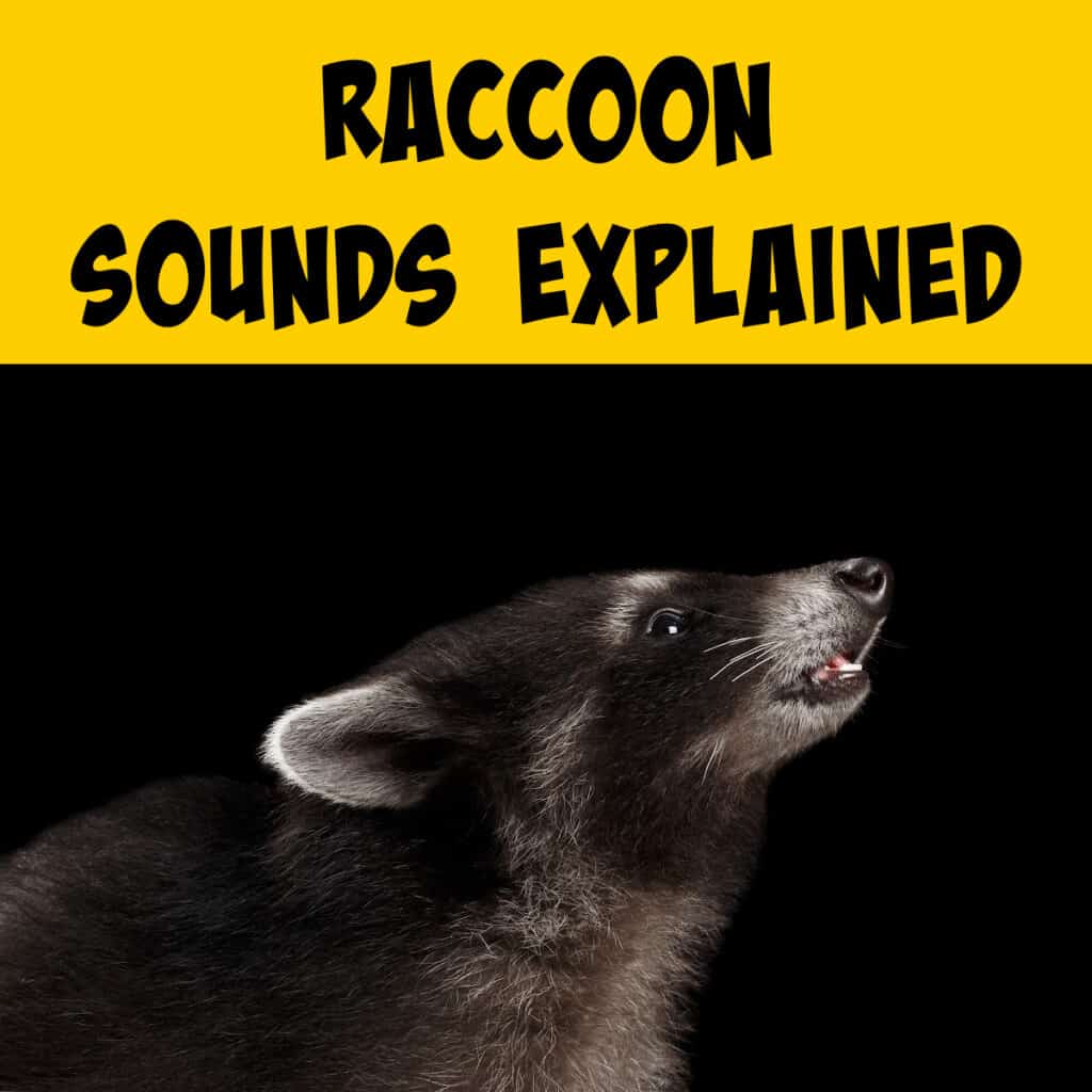 Raccoon Sounds: 13 Different Vocalizations! - Squirrels at the Feeder