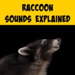 Raccoon Sounds: 13 Different Vocalizations! - Squirrels at the Feeder