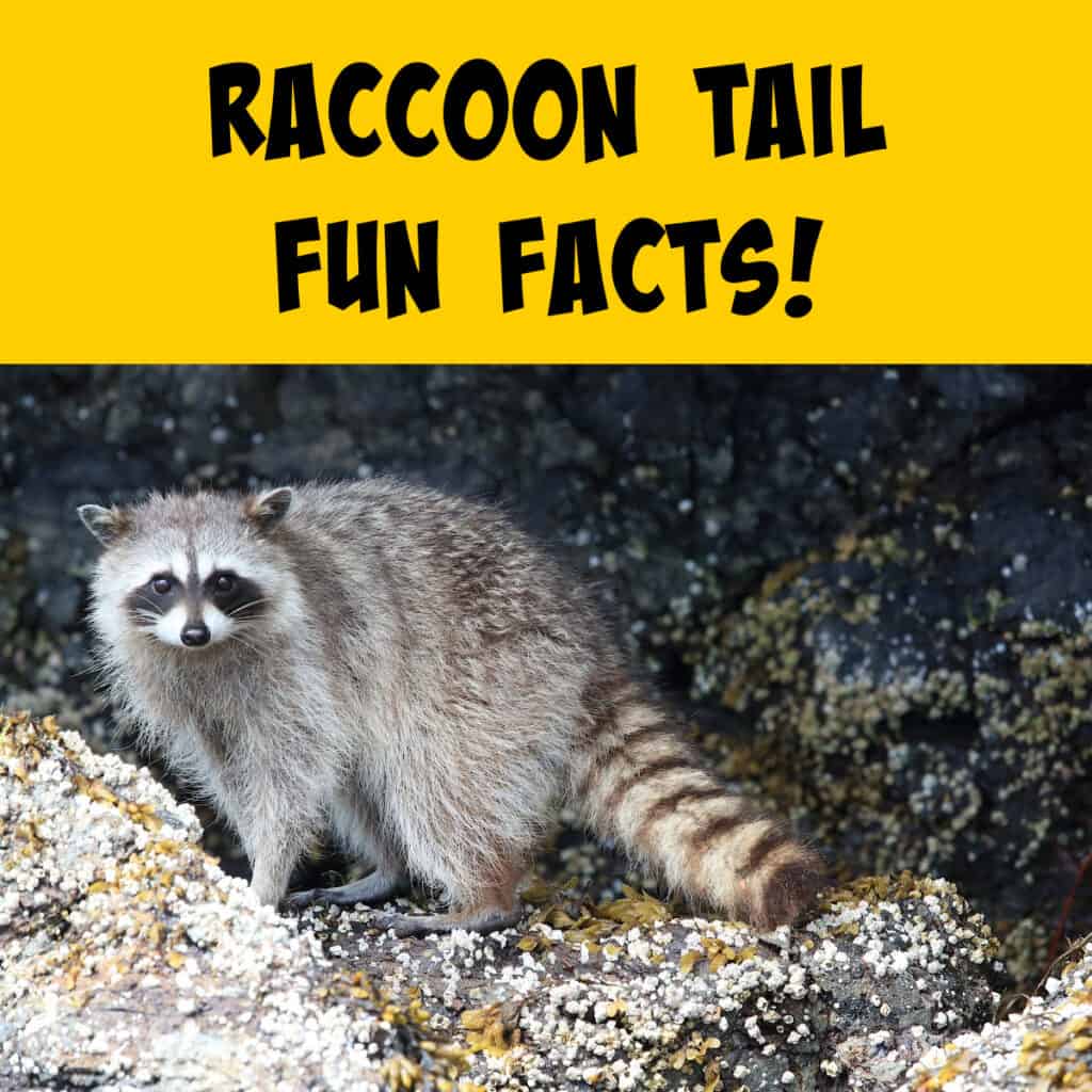 Raccoon Tails: Everything You Ever Wanted to Know! - Squirrels at the ...