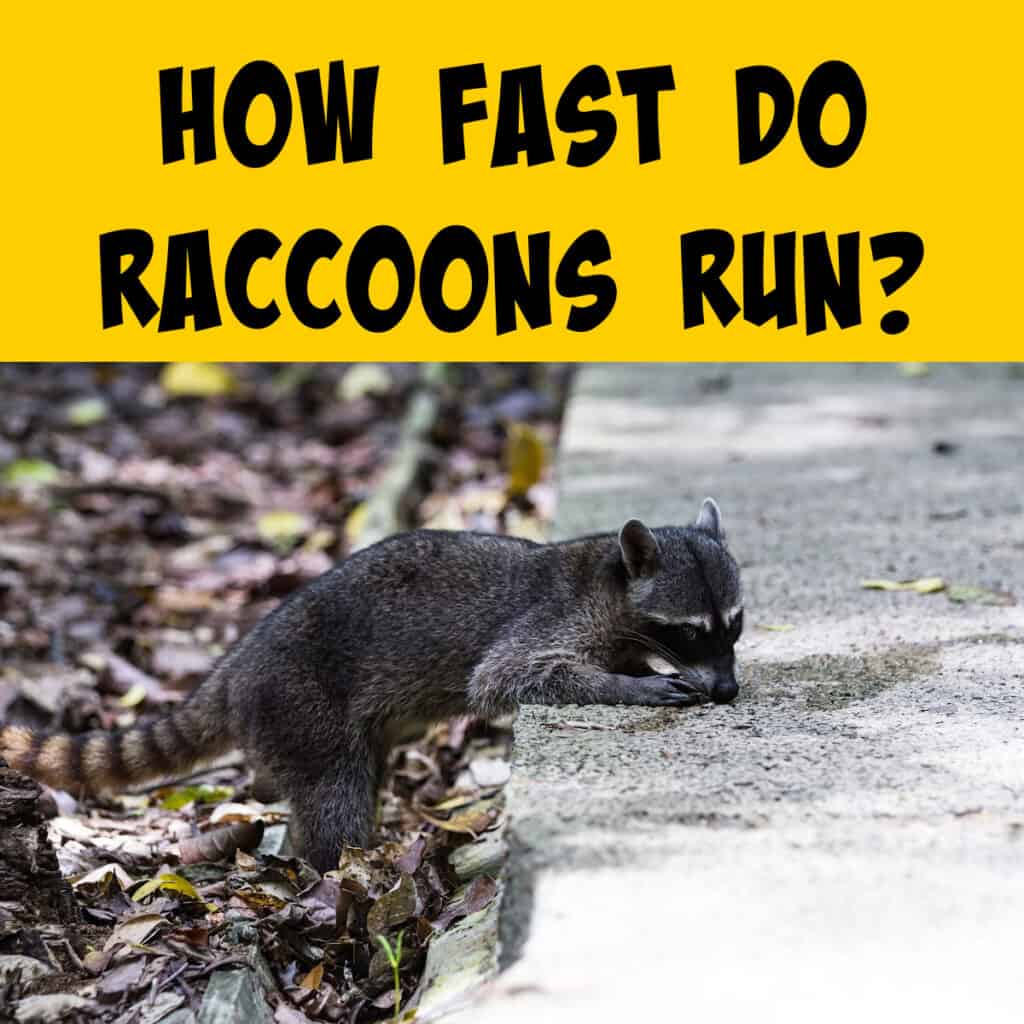 How Fast Do Raccoons Run at Top Speed? - Squirrels at the Feeder