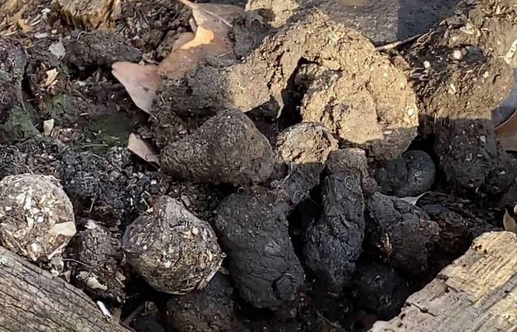 Raccoon Poop: Ultimate Scat Identification Guide - Squirrels at the Feeder