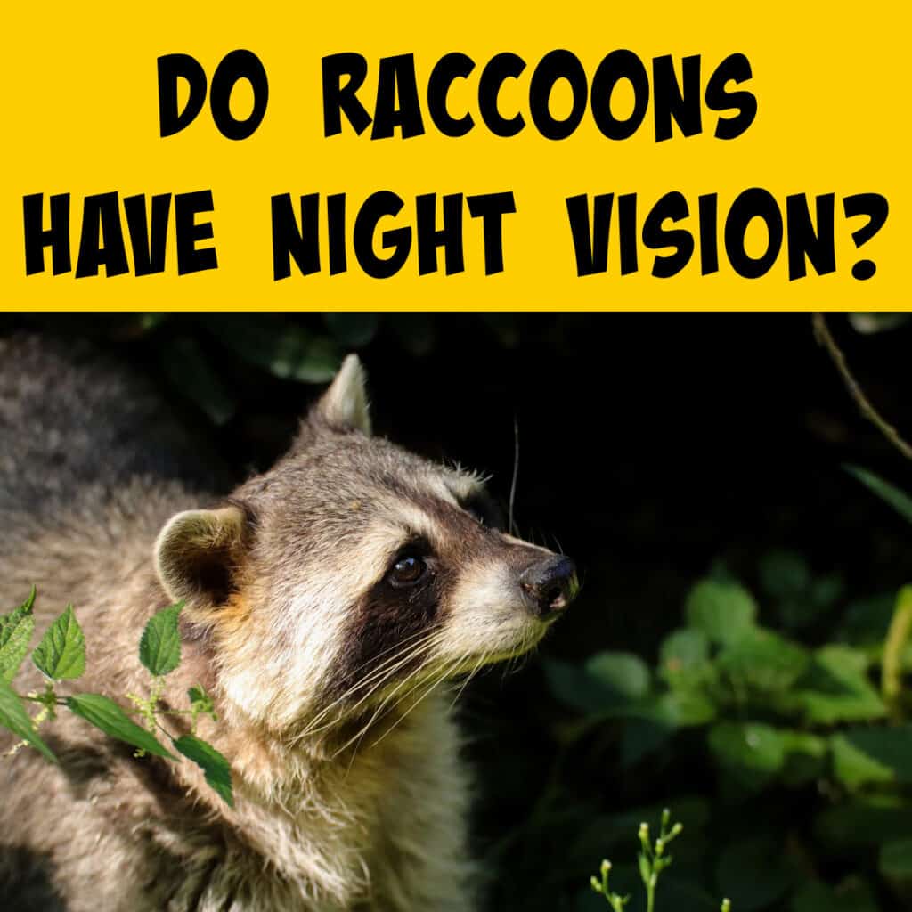 Do Raccoons Have Night Vision? - Squirrels at the Feeder