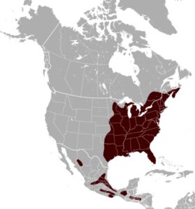 Where Do Flying Squirrels Live? Three Types of Forest! - Squirrels at ...