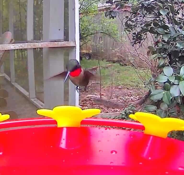 My New Hummingbird Feeder with a Motion Activated Camera! - Squirrels ...